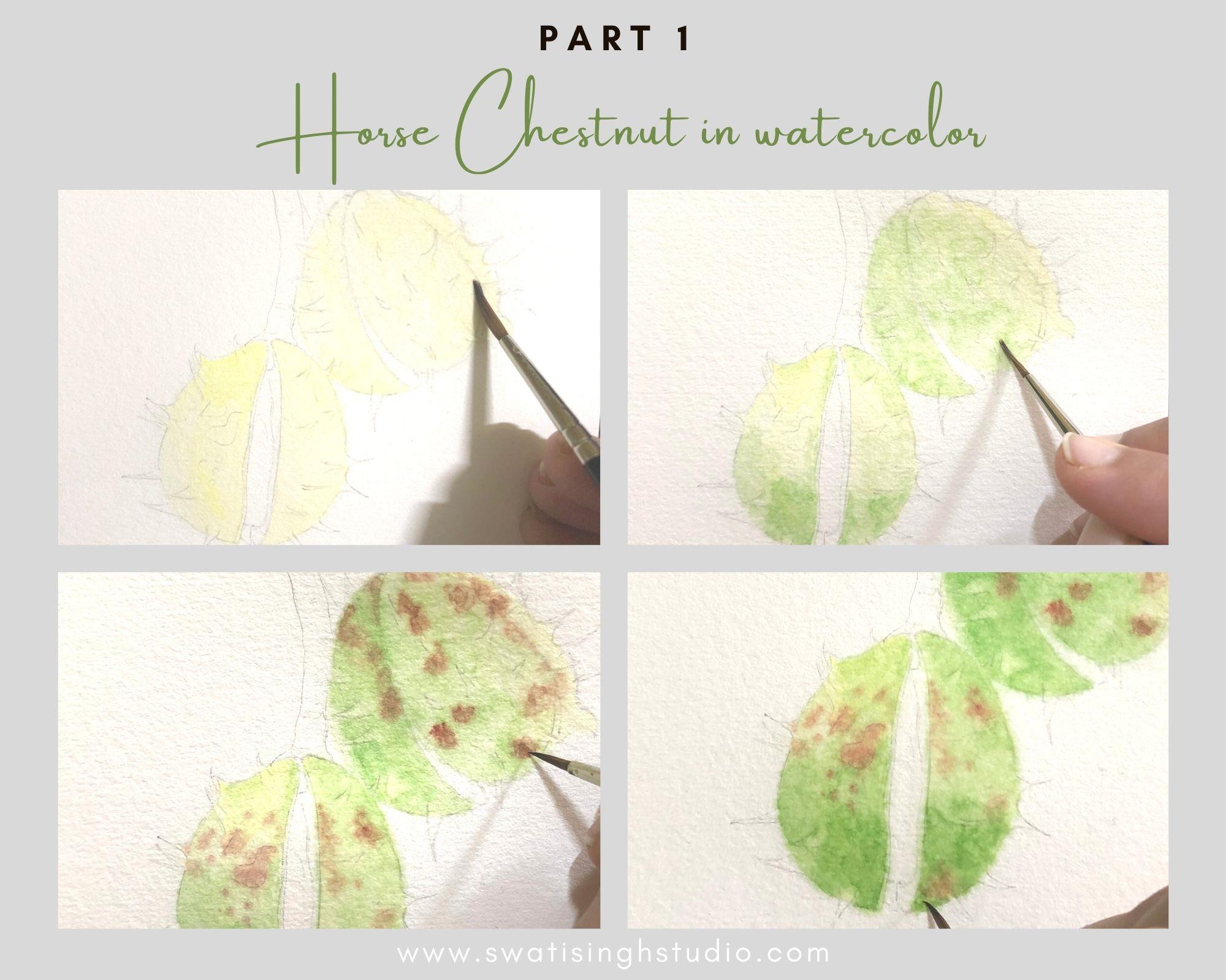 Chestnut in watercolor