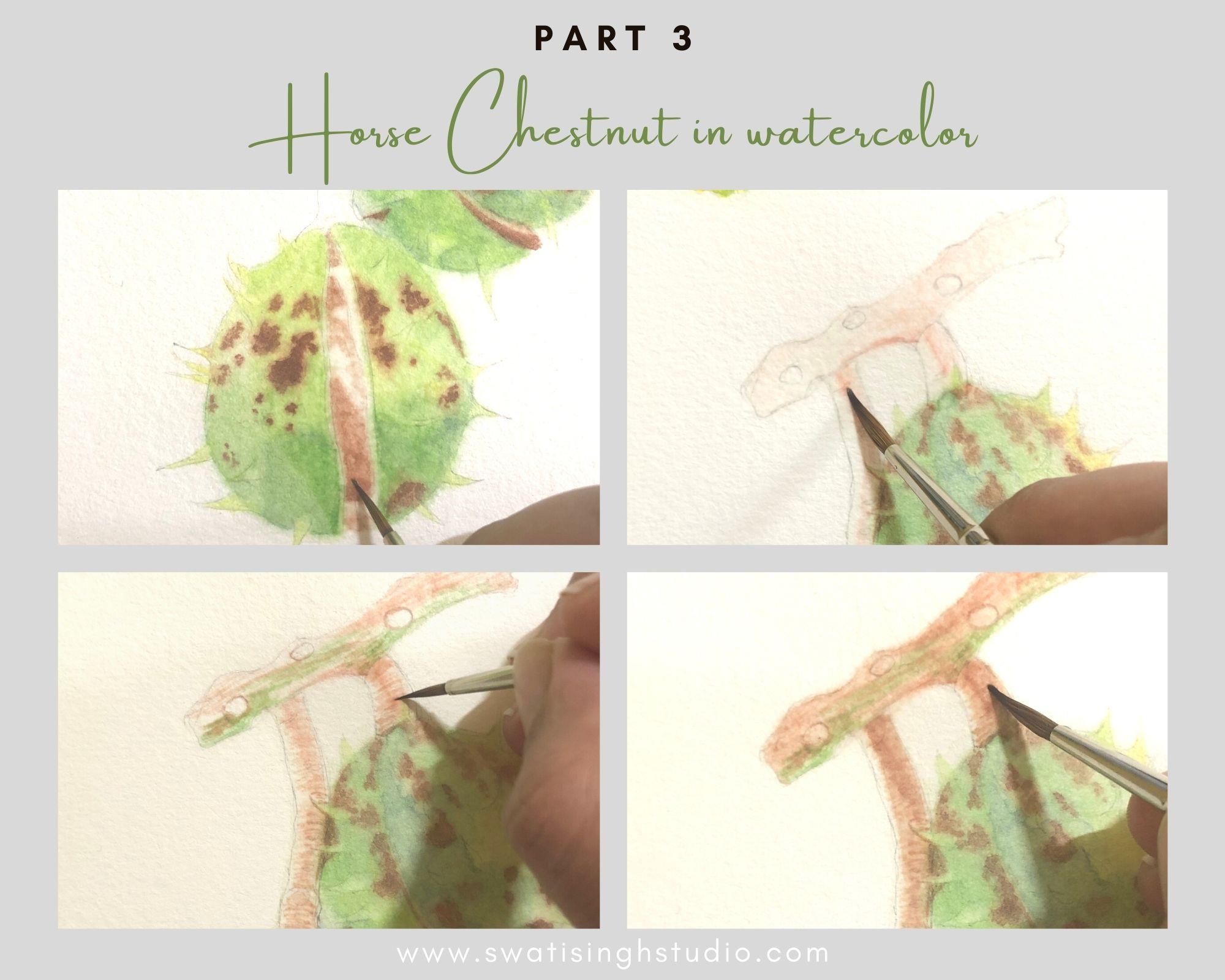Chestnut in watercolor
