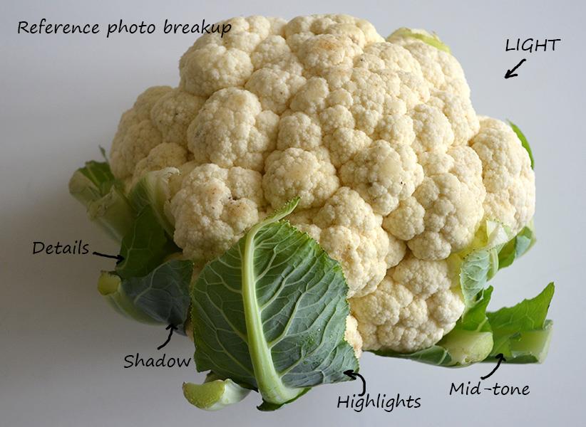 Cauliflower in watercolor