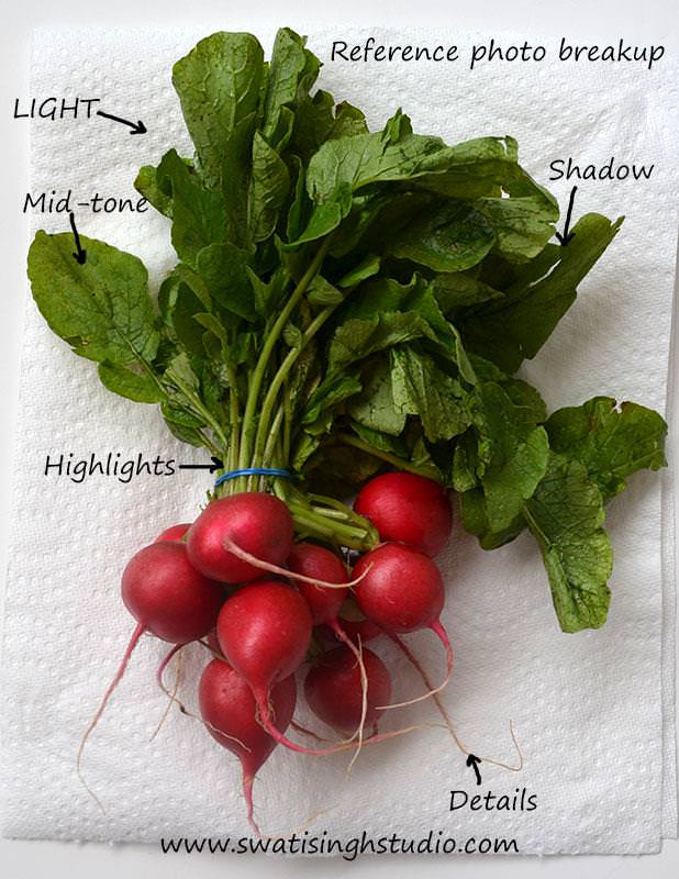 Radish in watercolor