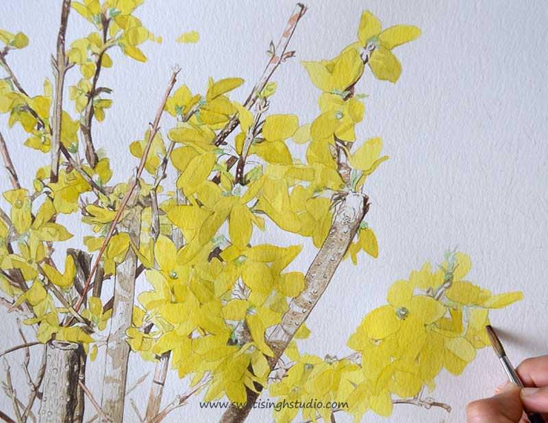 Spring- Forsythia in watercolor