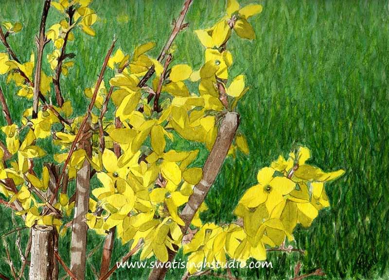 Spring- Forsythia in watercolor