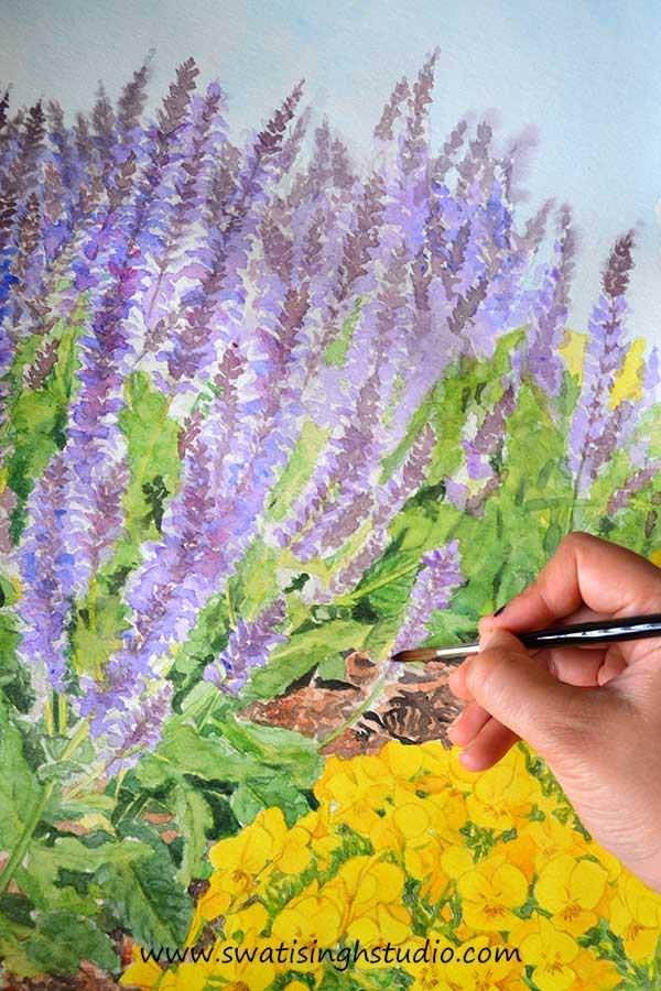 Spring- Salvia May Night in watercolor